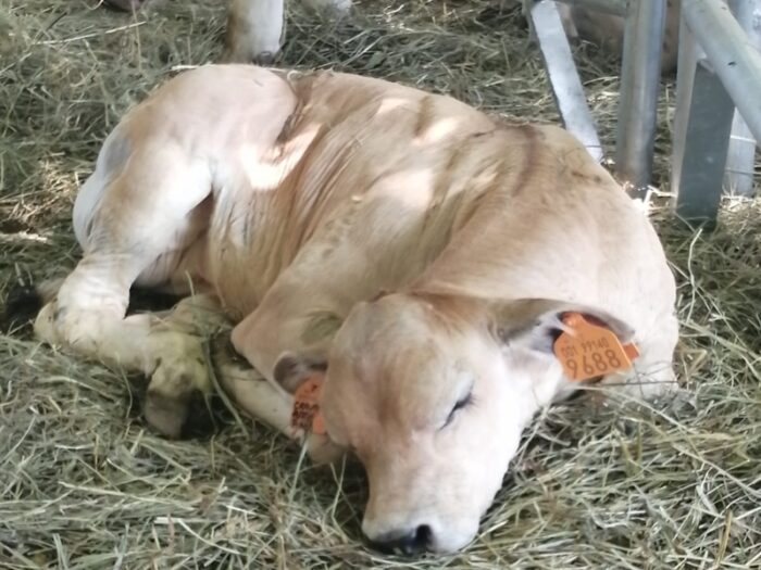Chivasso, un successo la Fiera Regionale del Beato Angelo Carletti ...